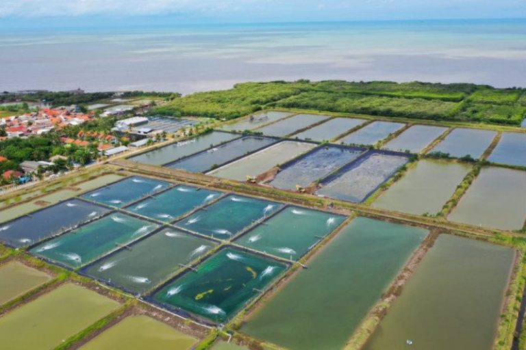 Fungsi Produk Probiotik Untuk Budidaya Udang dan Ikan - Aqubeta Fungsi Produk Probiotik Untuk Budidaya Udang dan Ikan - Aqubeta