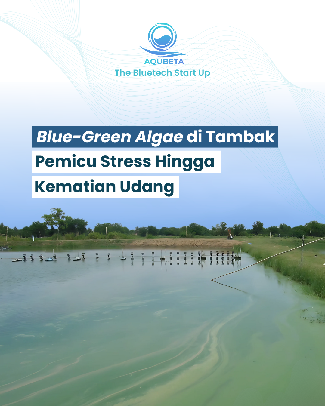 Blue-Green Algae (BGA) di Tambak, Pemicu Stress Hingga Kematian Udang ...